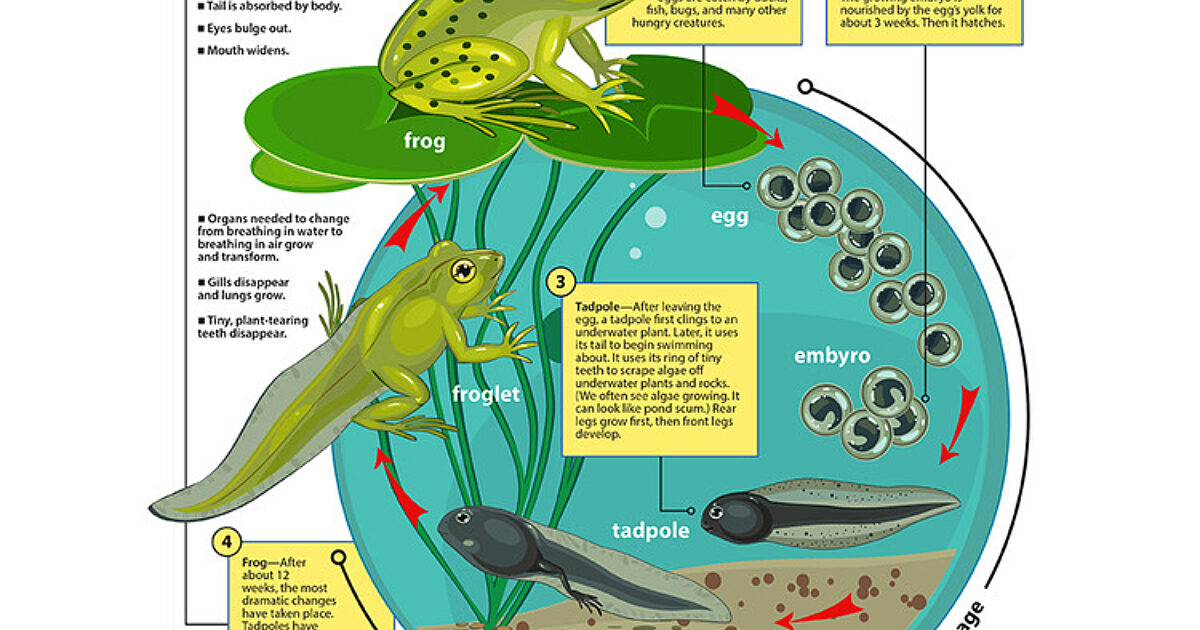 Growing Up, Changing Up | God's World News