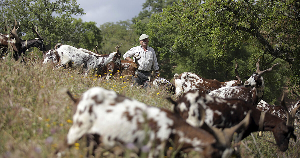Send in the Goats! | God's World News