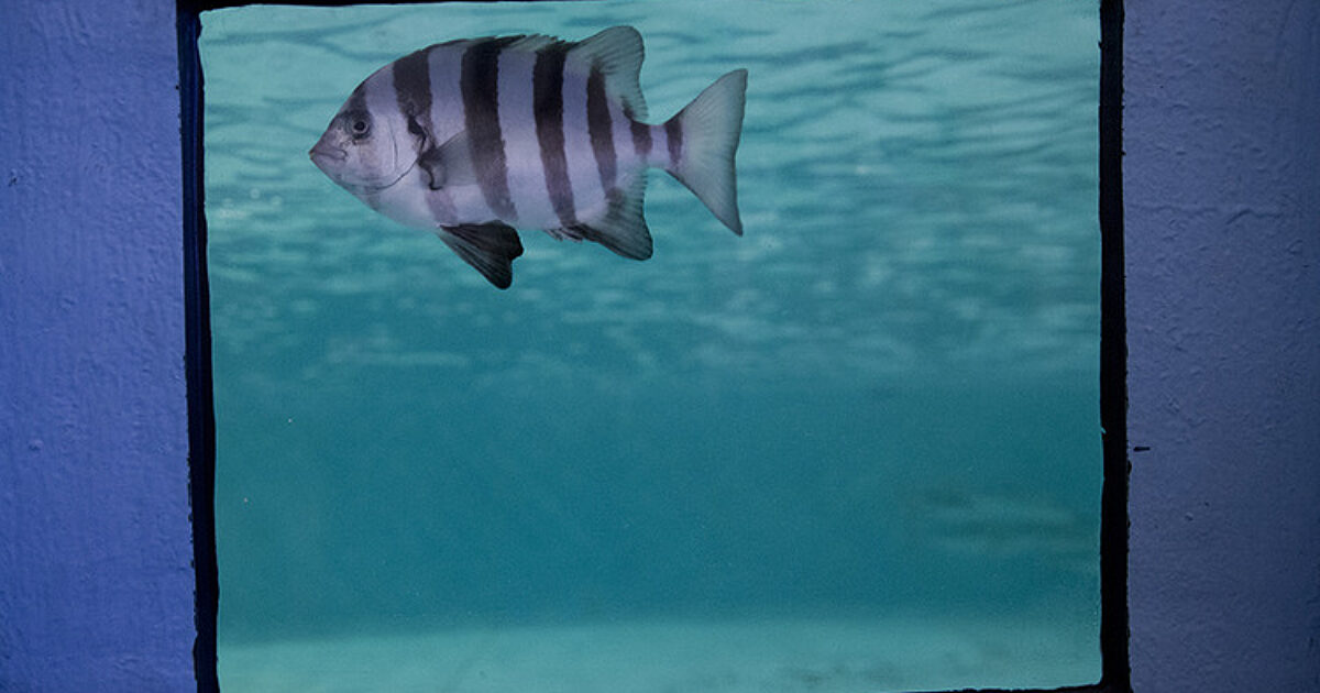 Fish-Hikers | God's World News