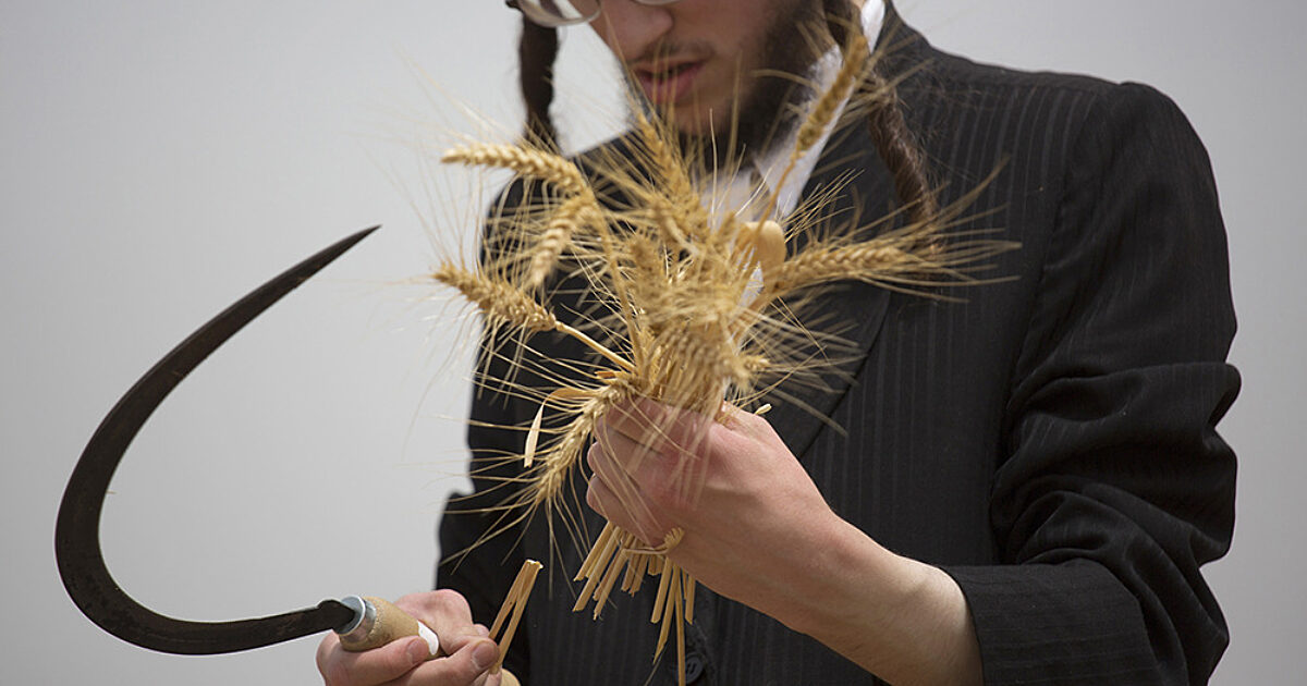 Israel’s Guarded Wheat | God's World News