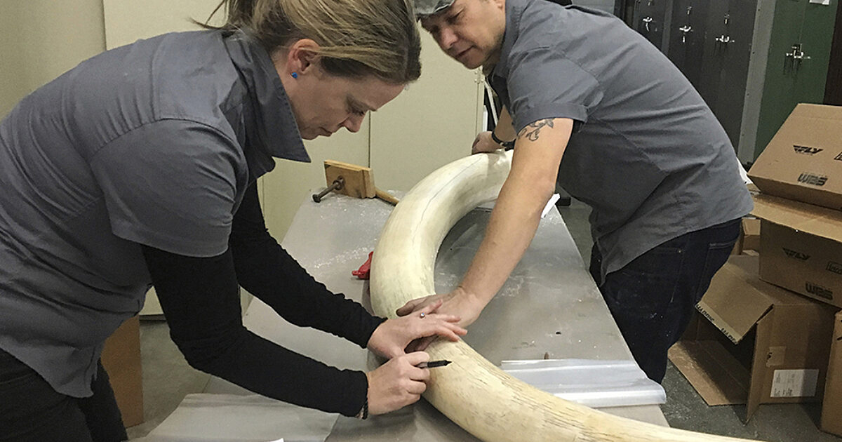 What Is Ivory? | God's World News