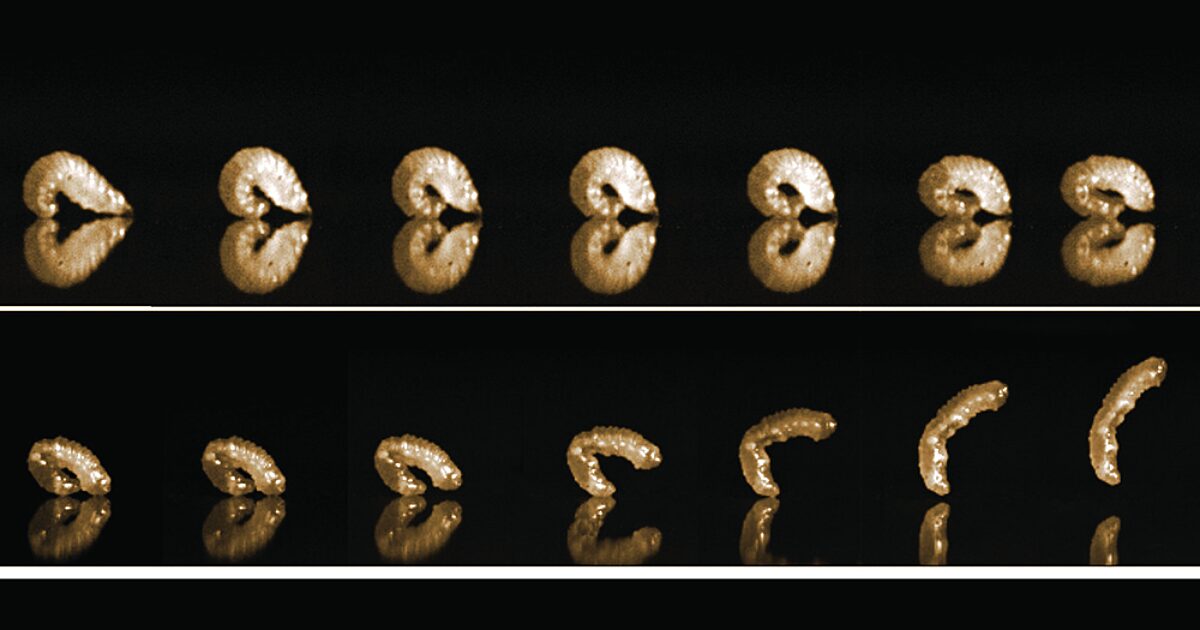 Leaping Maggots! | God's World News