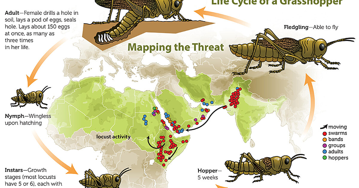 Locusts Grasshoppers With Attitude God S World News