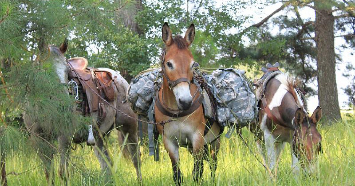 Send in the mules. | God's World News