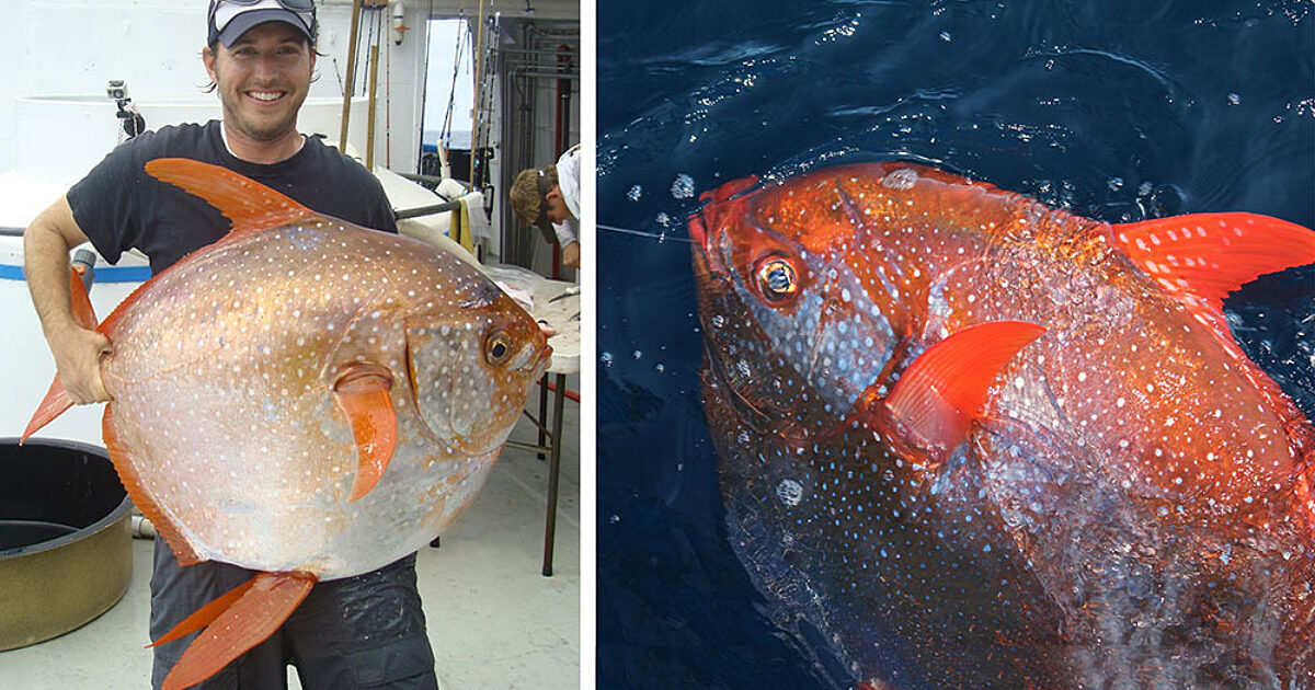 Warm-Blooded Fish? | God's World News