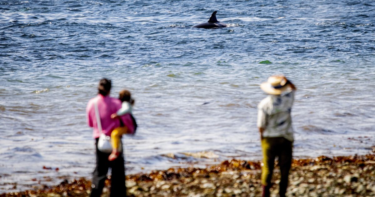 I spy with my little eye . . . an orca! | God's World News