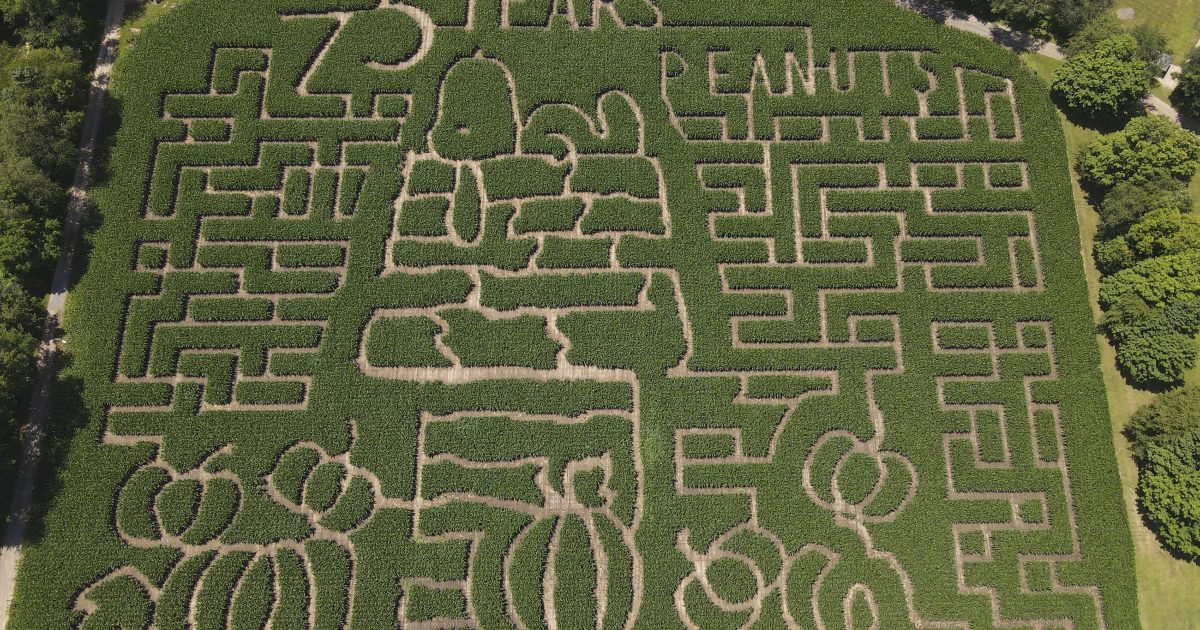 Corny paths lead to Snoopy. | God's World News