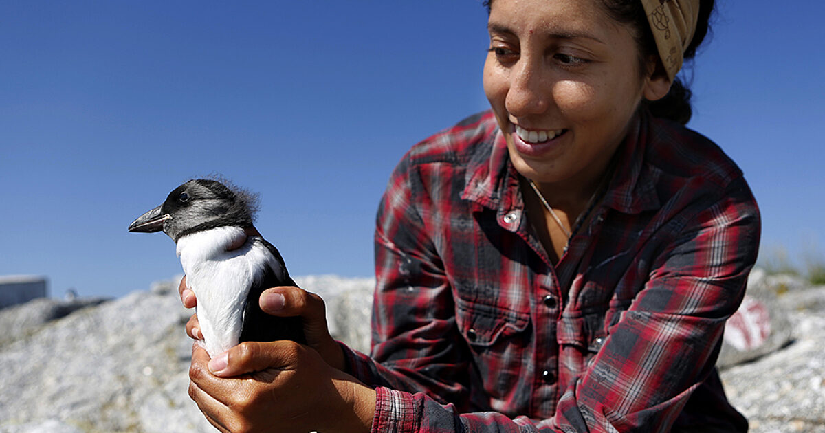 Make Way for Puffins | God's World News