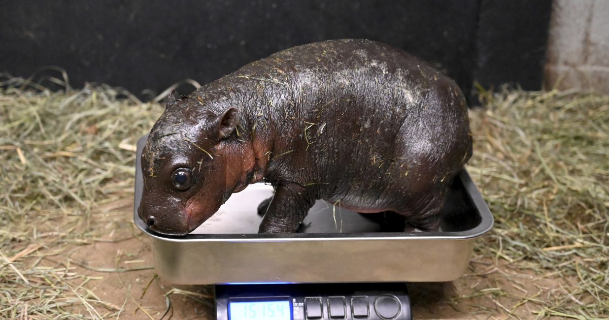 Welcome, Poppy. | God's World News