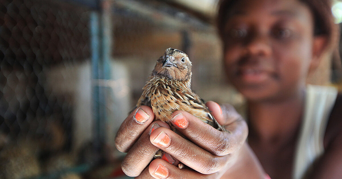 A Craze for Quail | God's World News