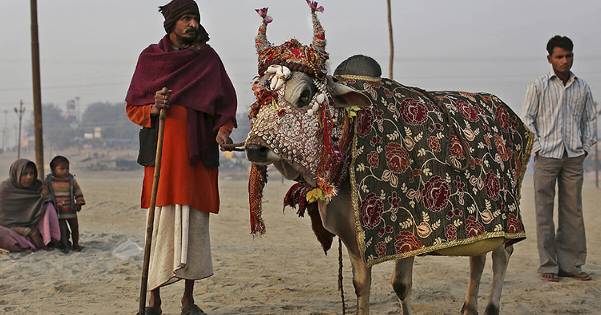 Holy Cow! | God's World News