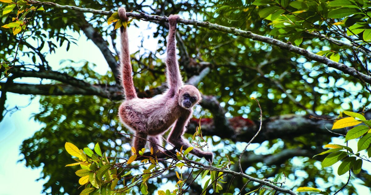 Can she save the monkeys? | God's World News