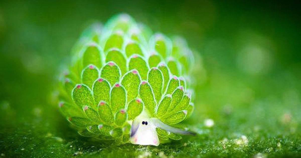 This sea slug acts like a plant. | God's World News