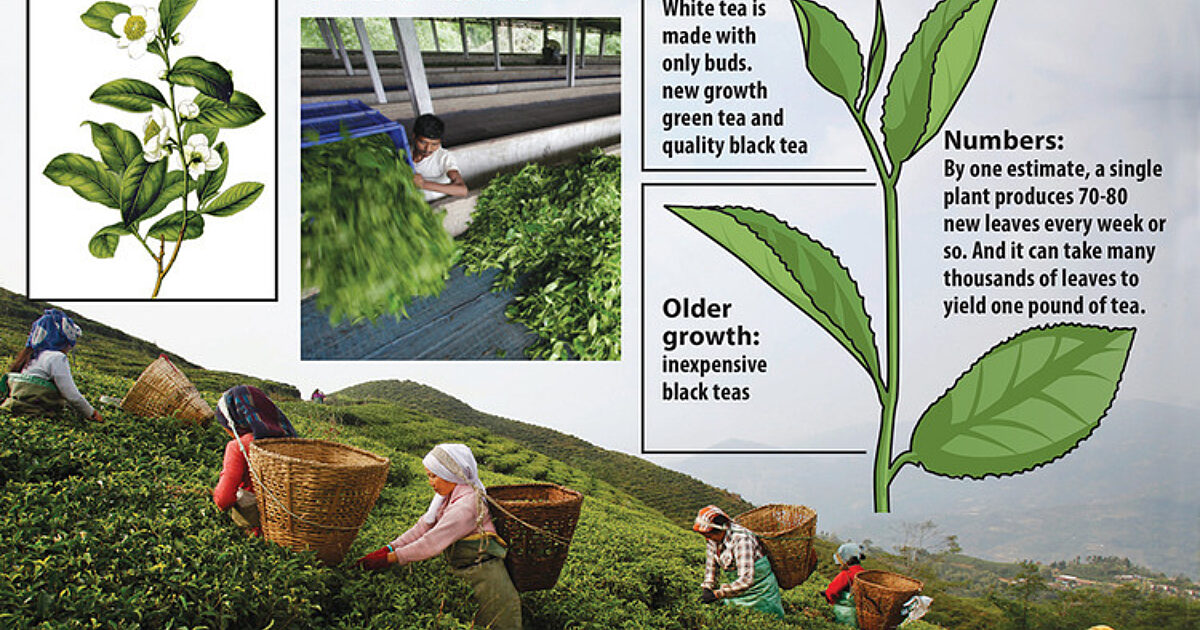 The Very First Tea | God's World News