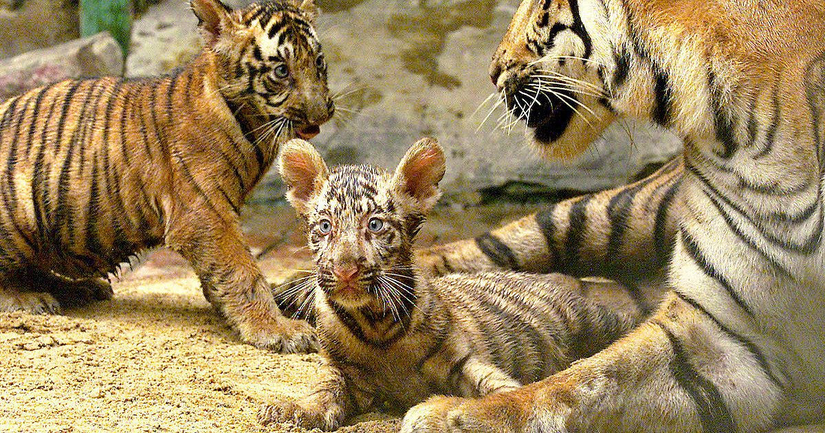 Three cheers for more tigers! | God's World News