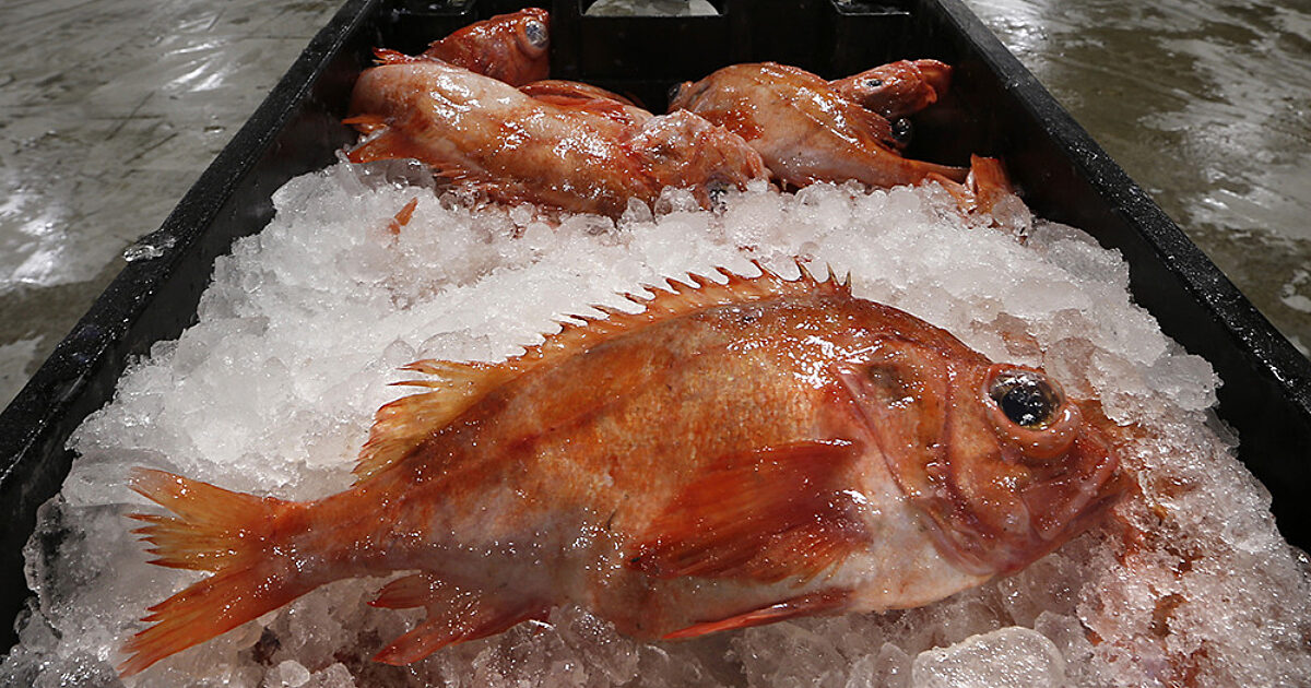 One Man’s Trash [Fish] | God's World News