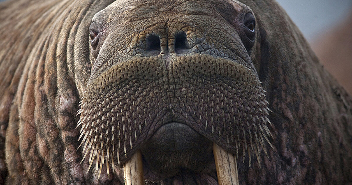 Pacific Walruses Gather on Shore | God's World News
