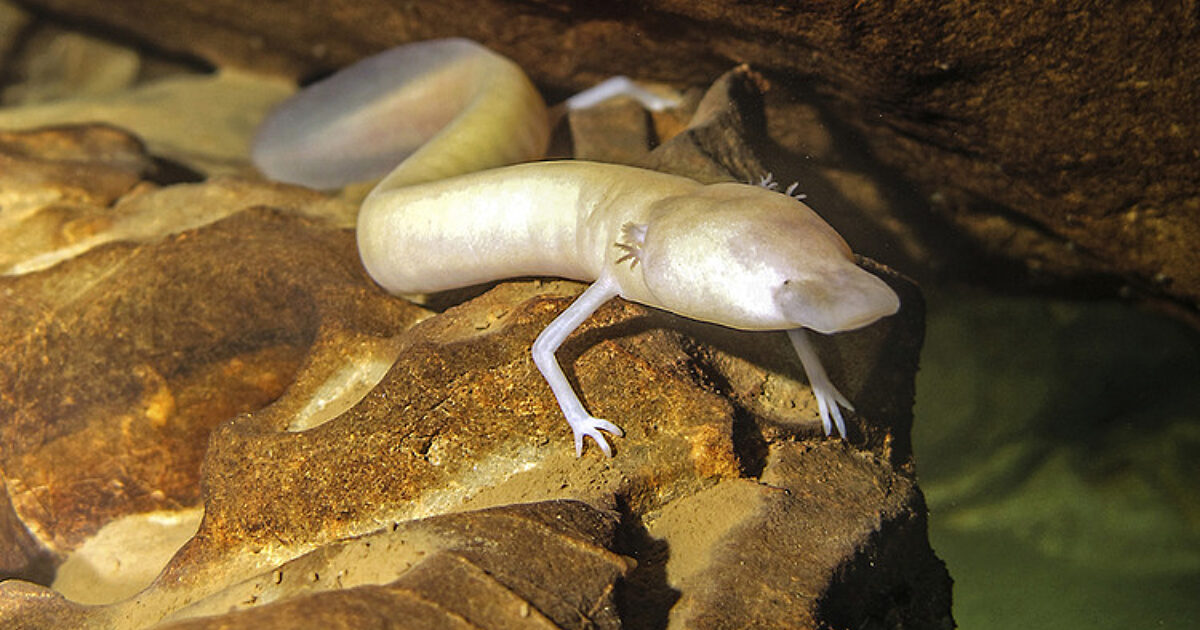 All About Olms | God's World News