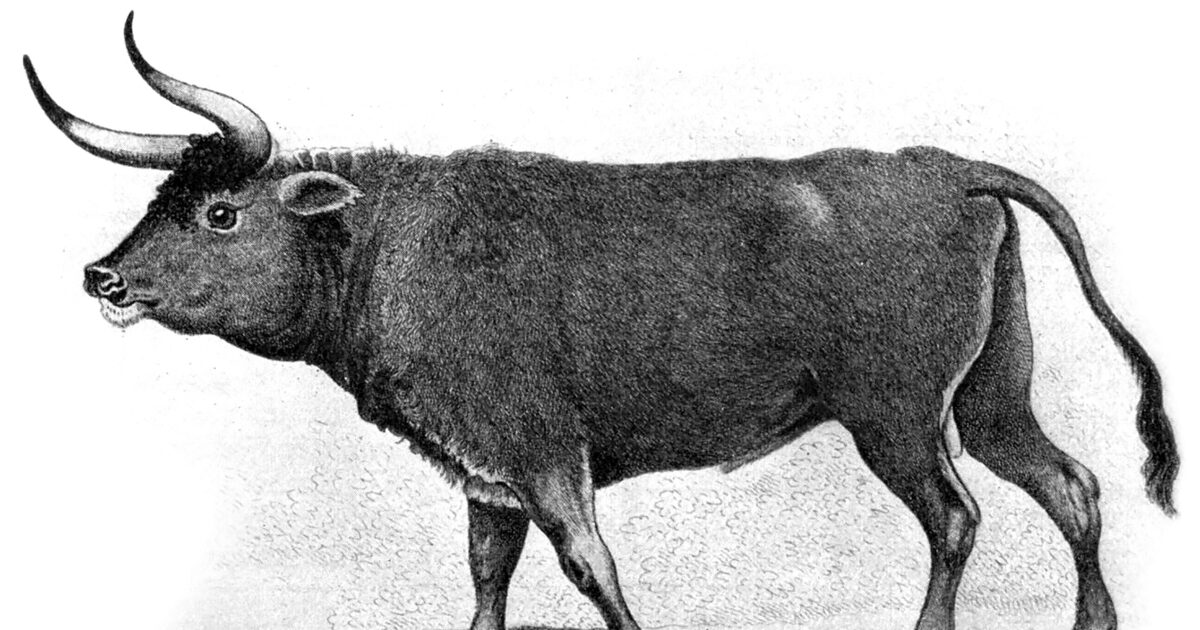 Ever Met an Auroch? | God's World News