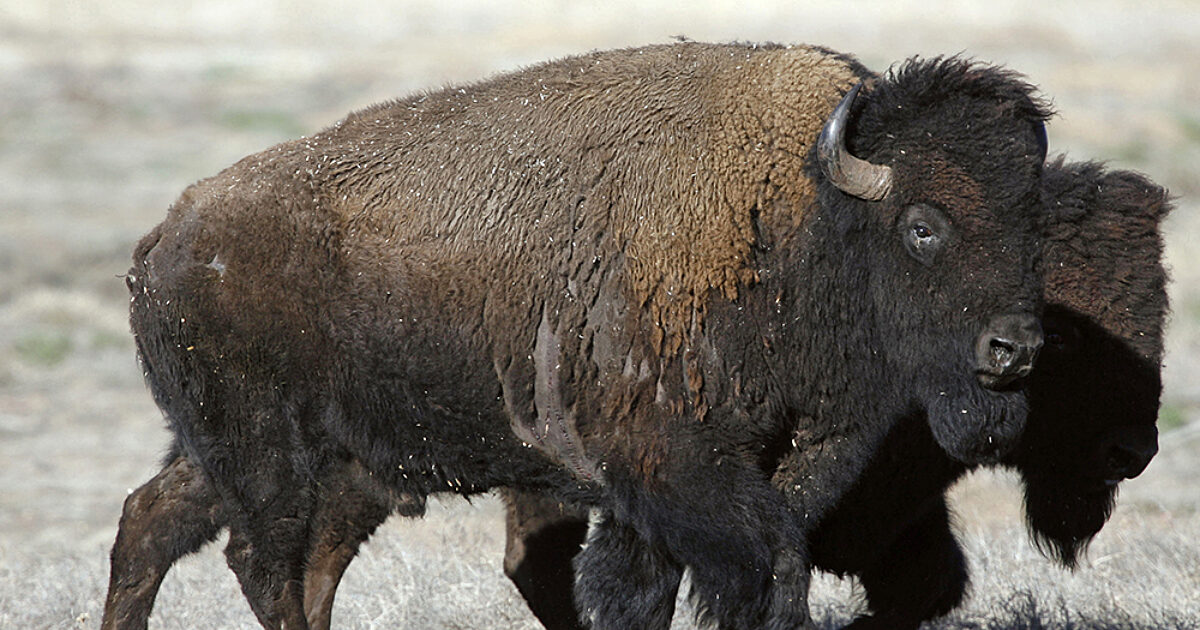 Bison Return to the Range | God's World News