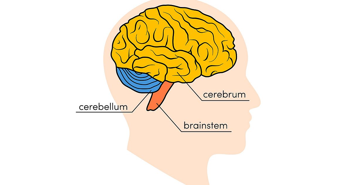 Welcome to the Brain | God's World News