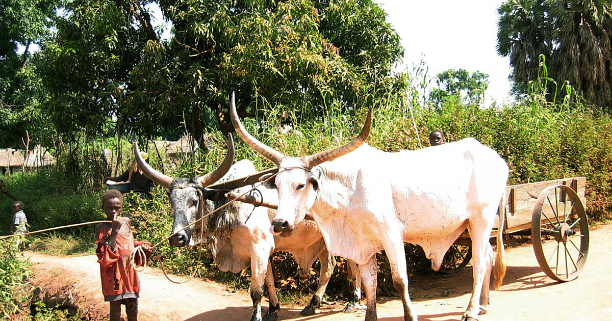 Passport to Chad | God's World News