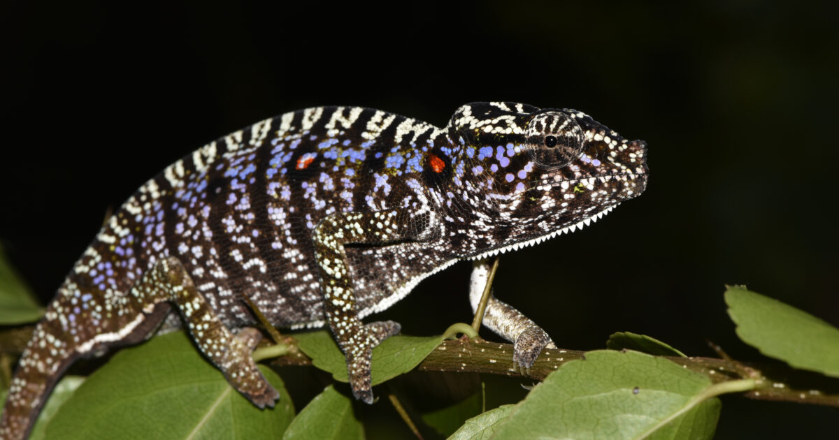 Sneaky Chameleon Shows Itself | God's World News