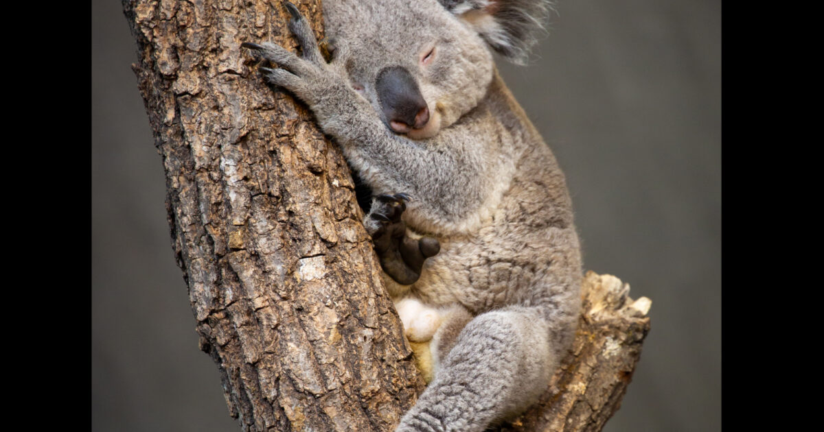 Creation at Rest | God's World News