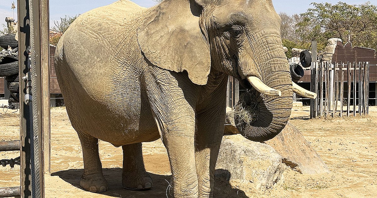 Assisted Living for Elephants | God's World News
