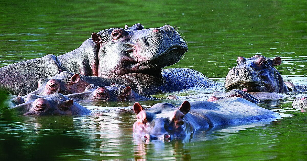 Colombia’s Invasive Hippo Problem | God's World News