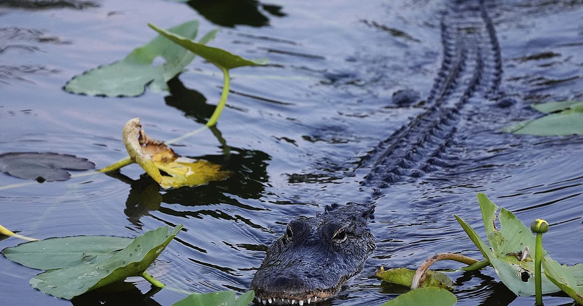 Save This Swamp! | God's World News