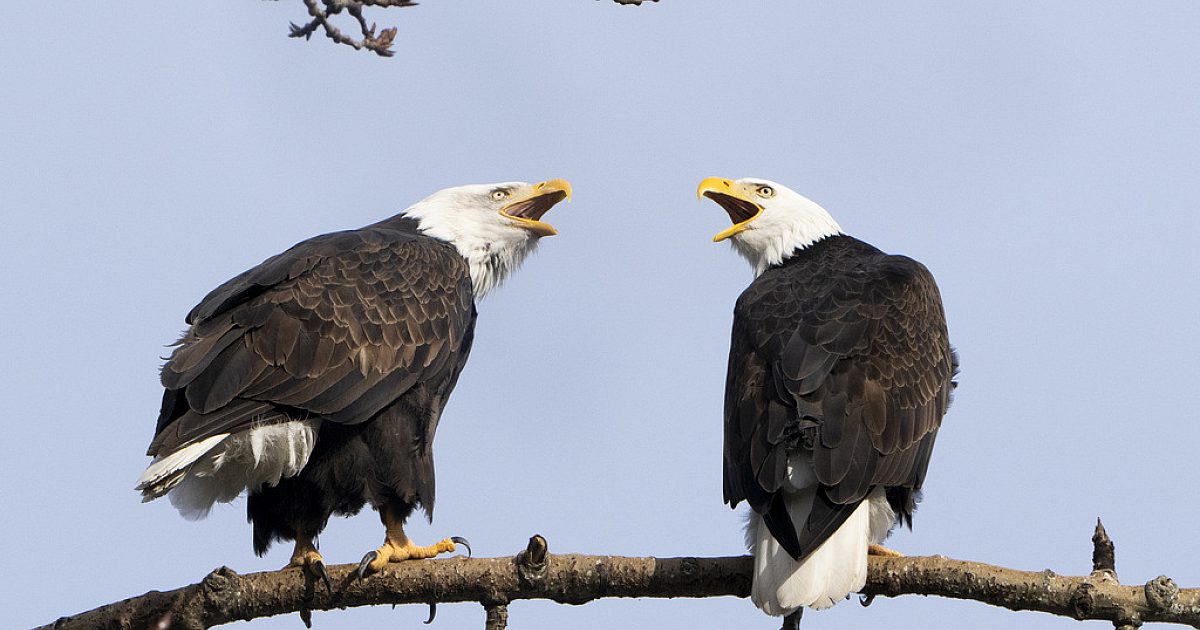 News by the Numbers: Extinction Facts and… | God's World News