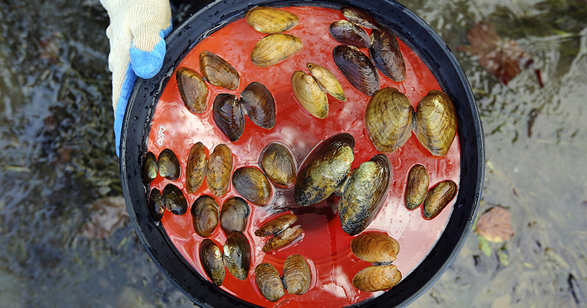 The Mussel Mystery | God's World News