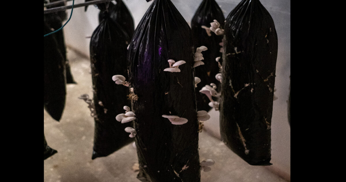 Fungi for the Win | God's World News