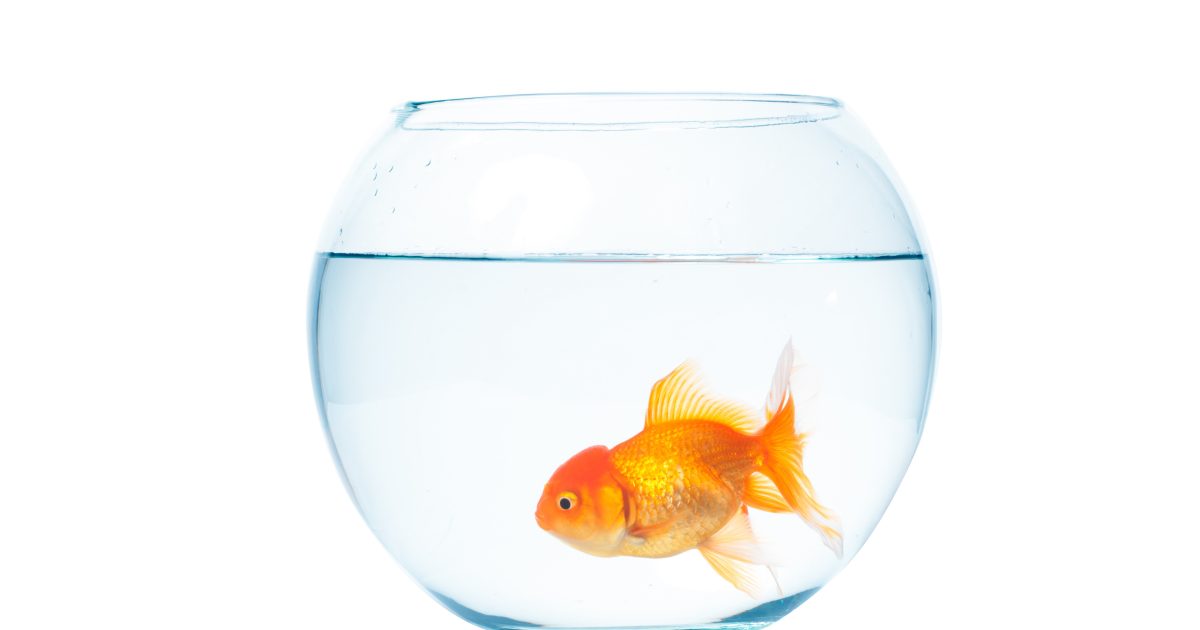 Goldfish Get Big | God's World News