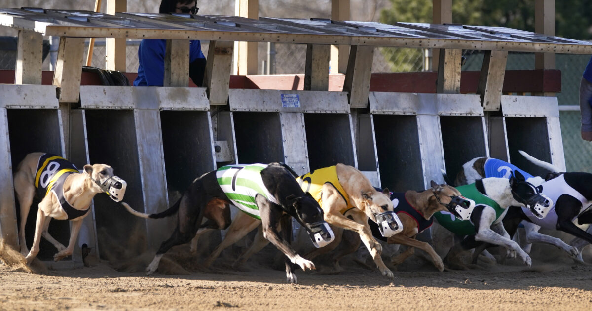 Goodbye, Greyhound Racing | God's World News