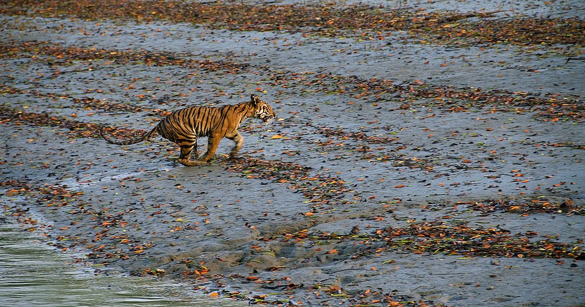 Twice the Tigers | God's World News