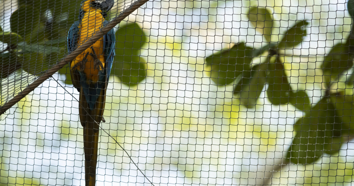 The Last Macaw | God's World News