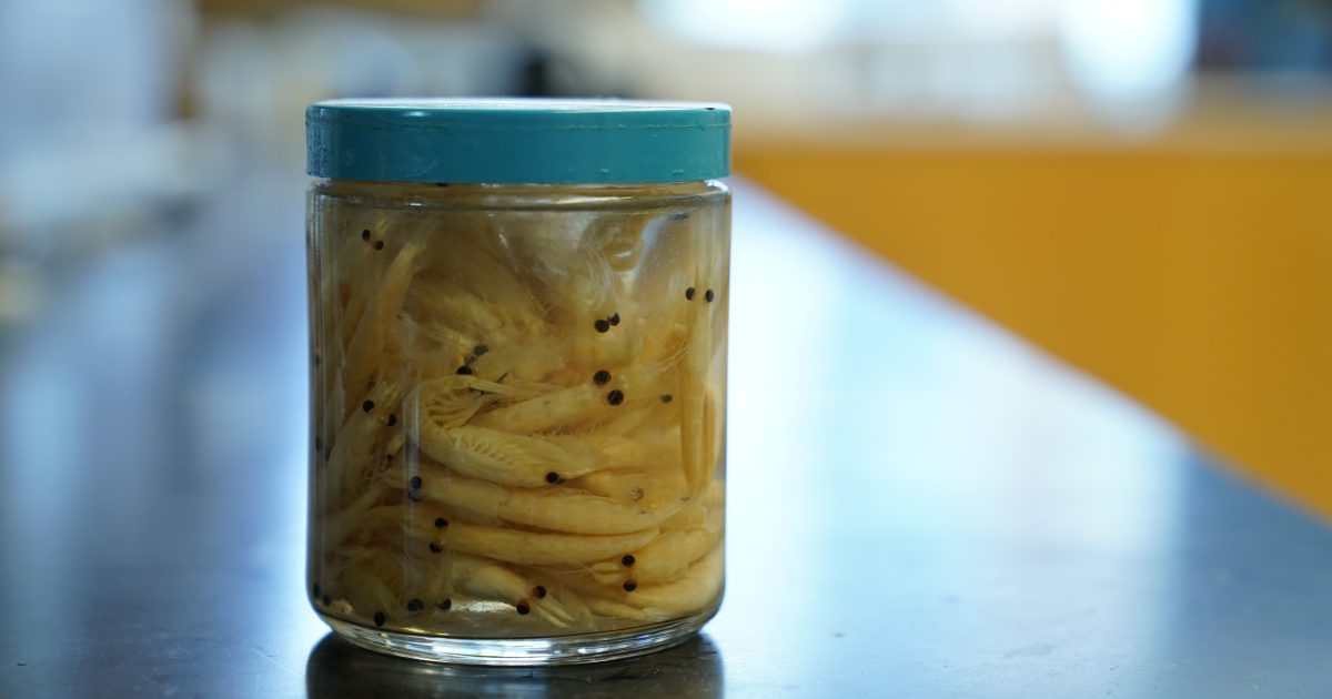 Who Gets the Krill? | God's World News