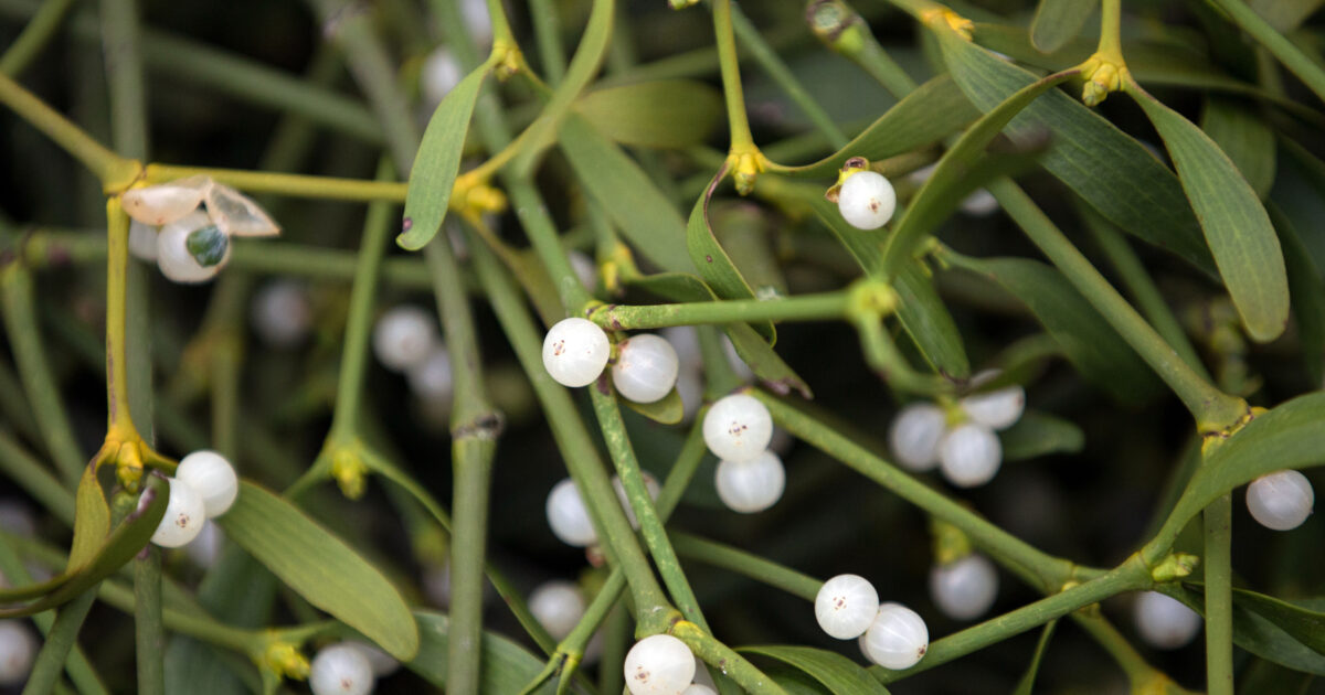 Mistletoe Glue | God's World News