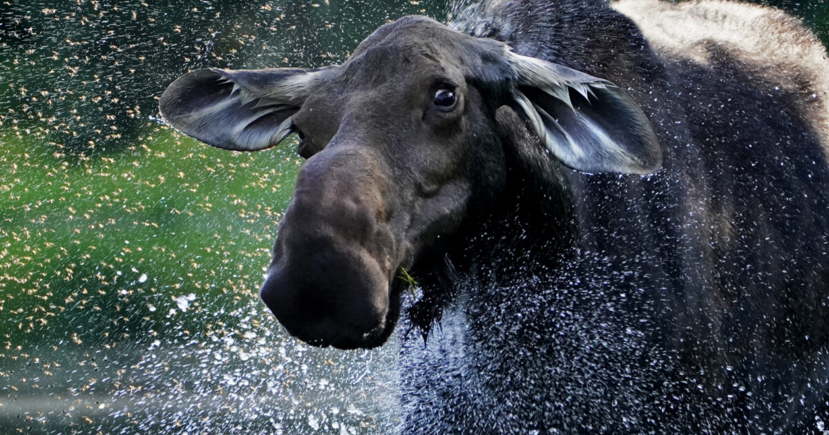 How To Save a Moose | God's World News