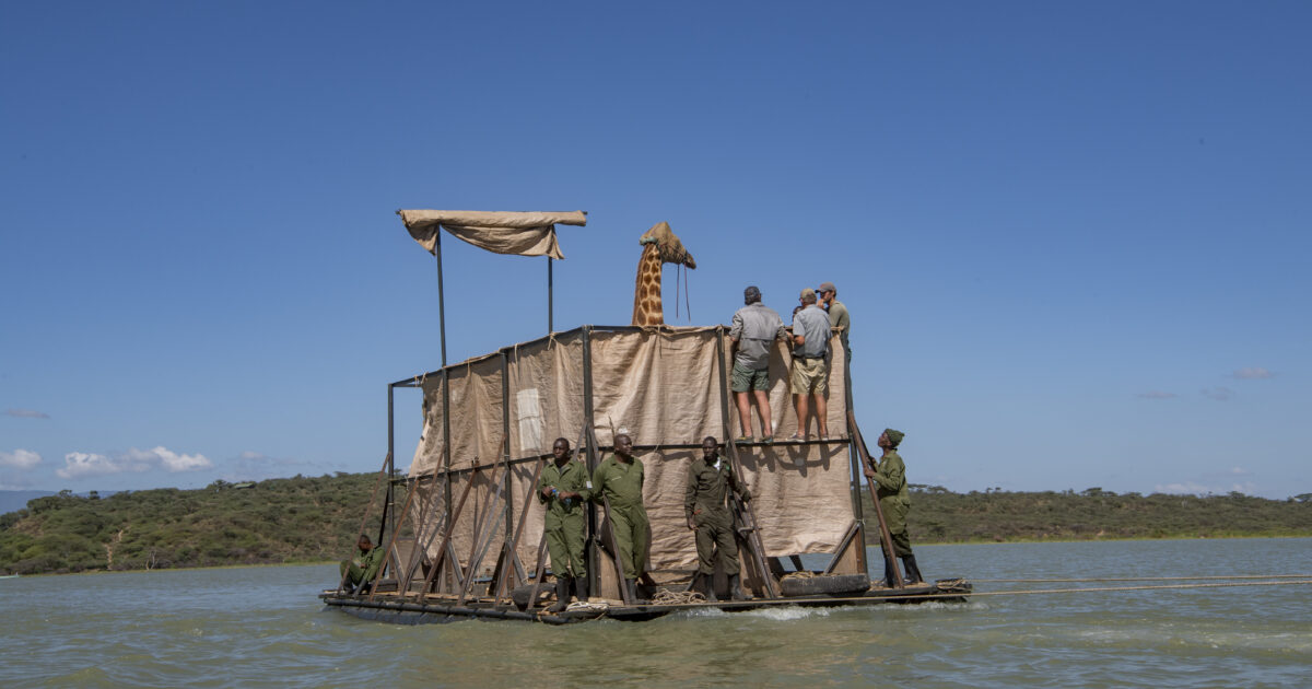 A Floating Giraffe Rescue | God's World News