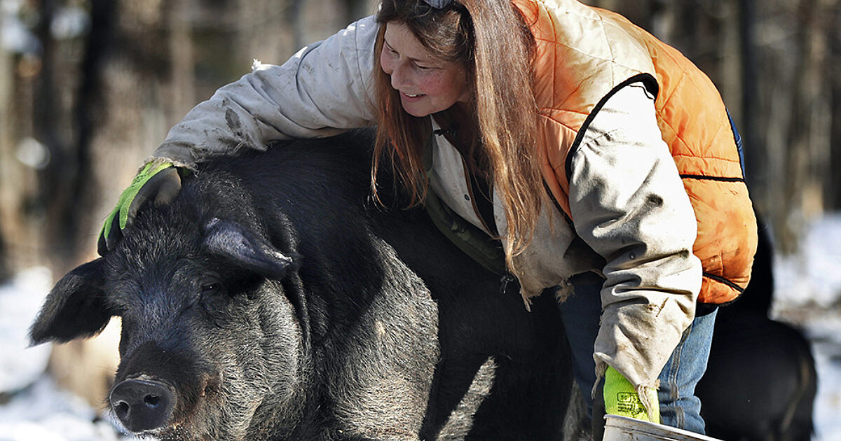 Save the Mulefoot! Serve It for Dinner | God's World News