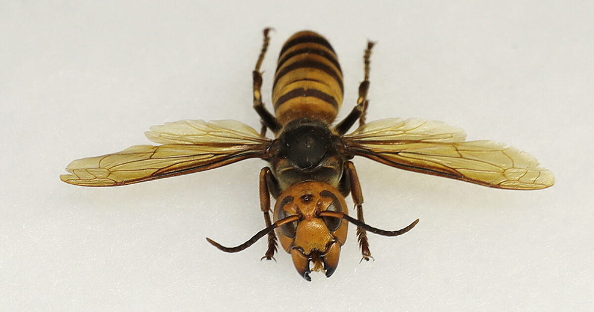 Giant Hornets: Scariest Insect? | God's World News