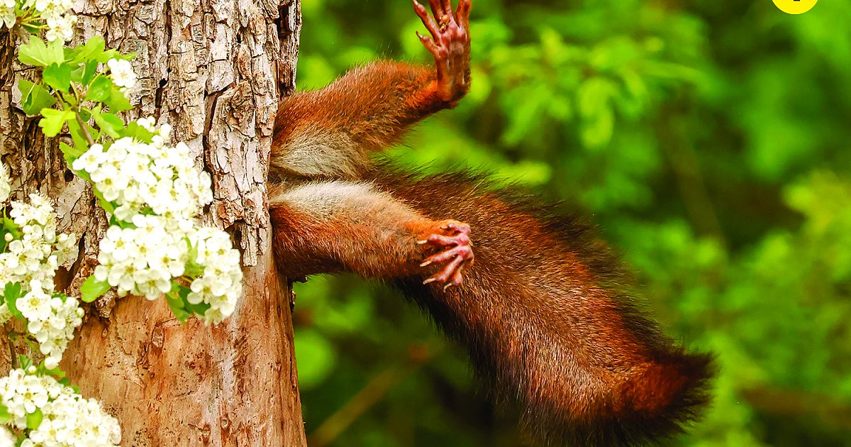Funny Nature Photos Take the Prize | God's World News