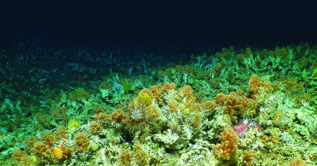The Reef That Lived | God's World News
