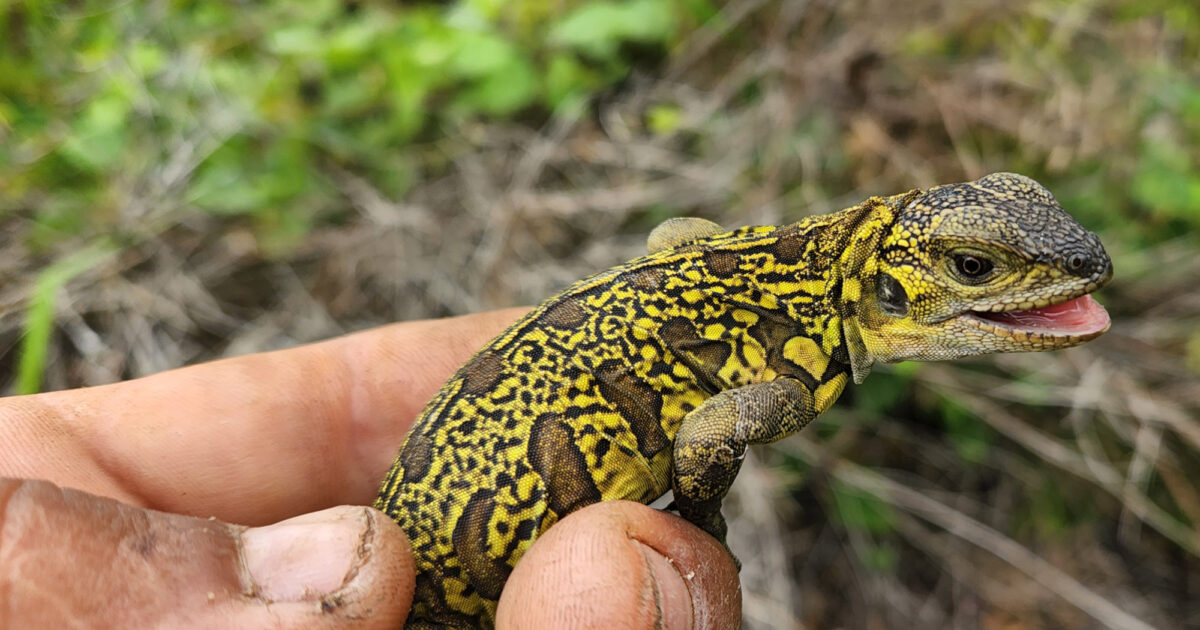 Hooray for baby lizards. | God's World News