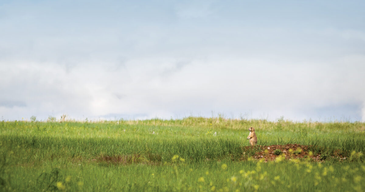 What’s a Prairie? | God's World News