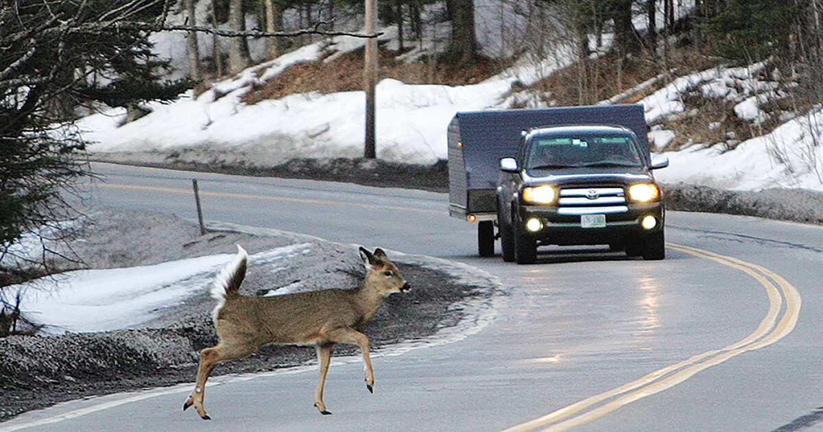 Oregon Roadkill Bill | God's World News