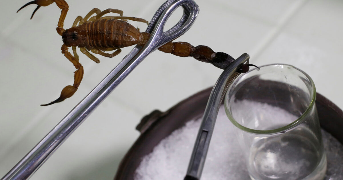 Milk That Scorpion! | God's World News